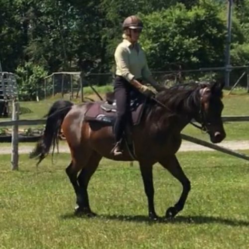 Board - Vermont Horse Council